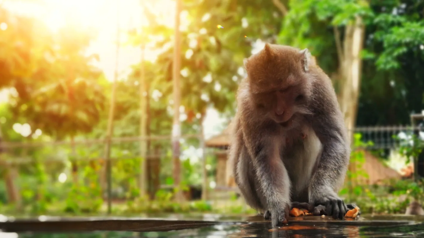 Sangeh Monkey Forest I Bali I Summer Bash Jongerenreizen